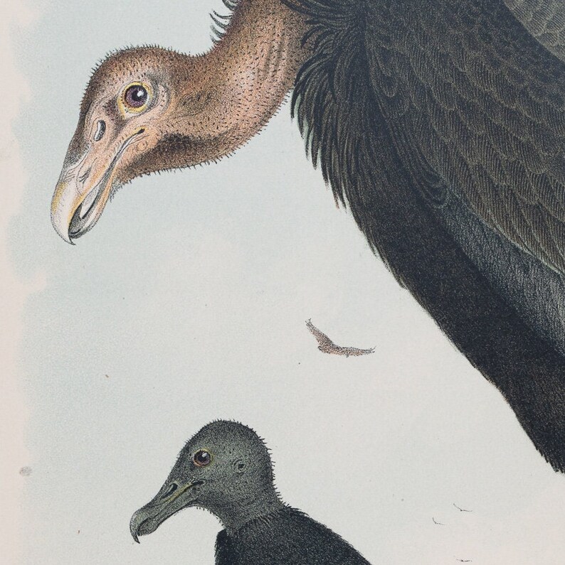 1878 California Condor, Turkey Buzzard, and Carrion Crow . Original ...