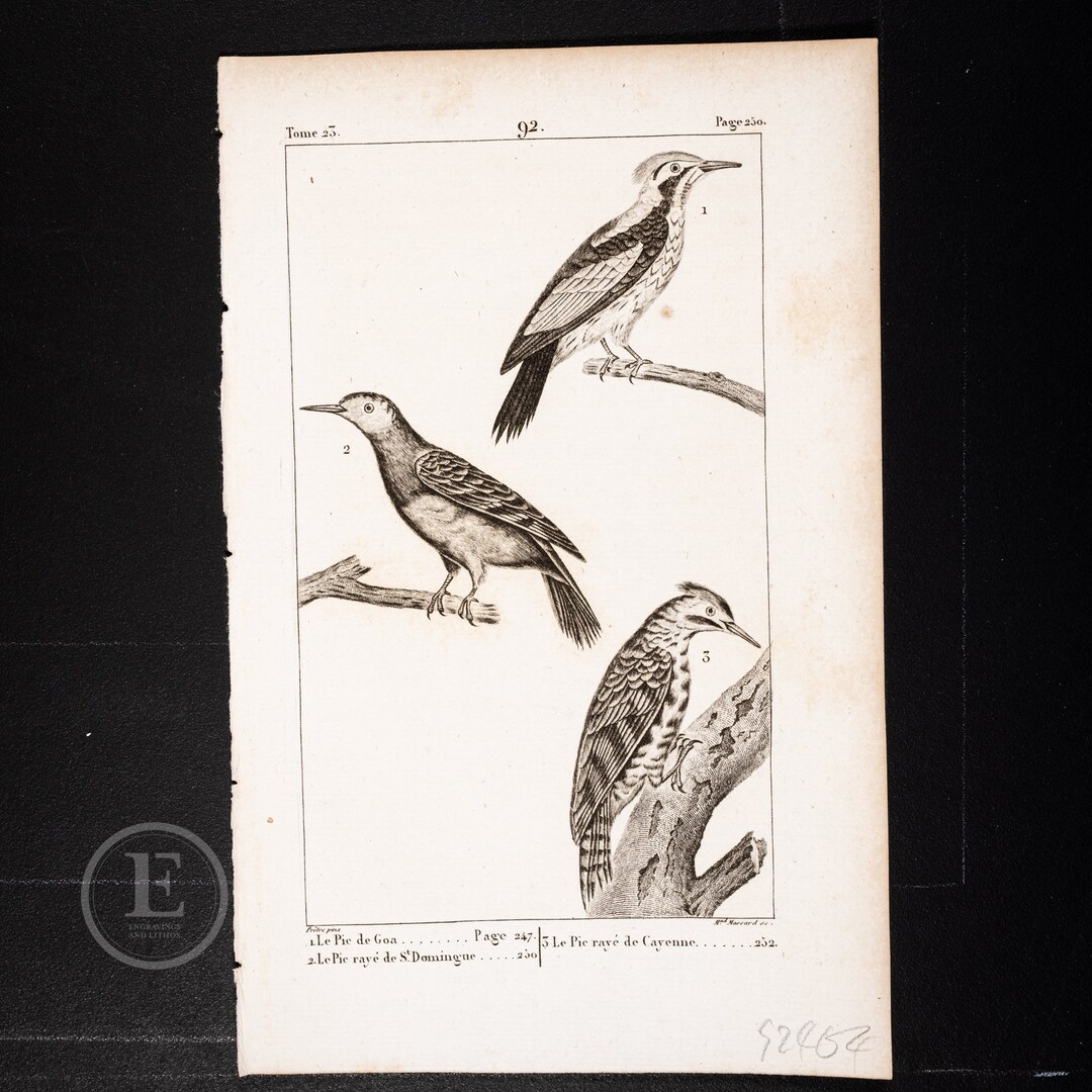 Birds: Magpie, Striped Magpie and Cayenne Jay - Original Rare Print ...