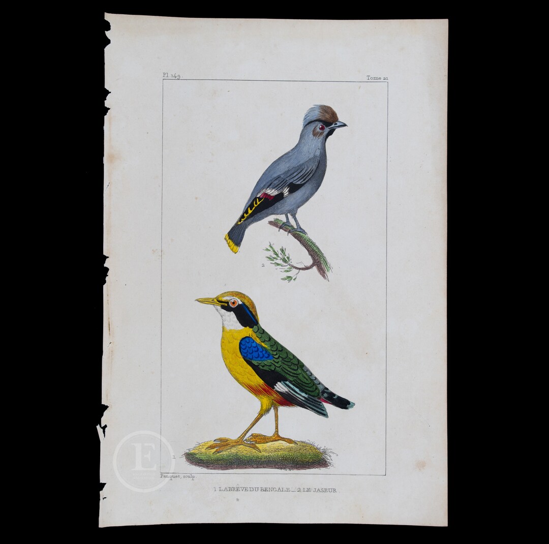 1829 - WAXWING and BENGAL FINCH – Hand-colored Steel Engraving, Buffon ...