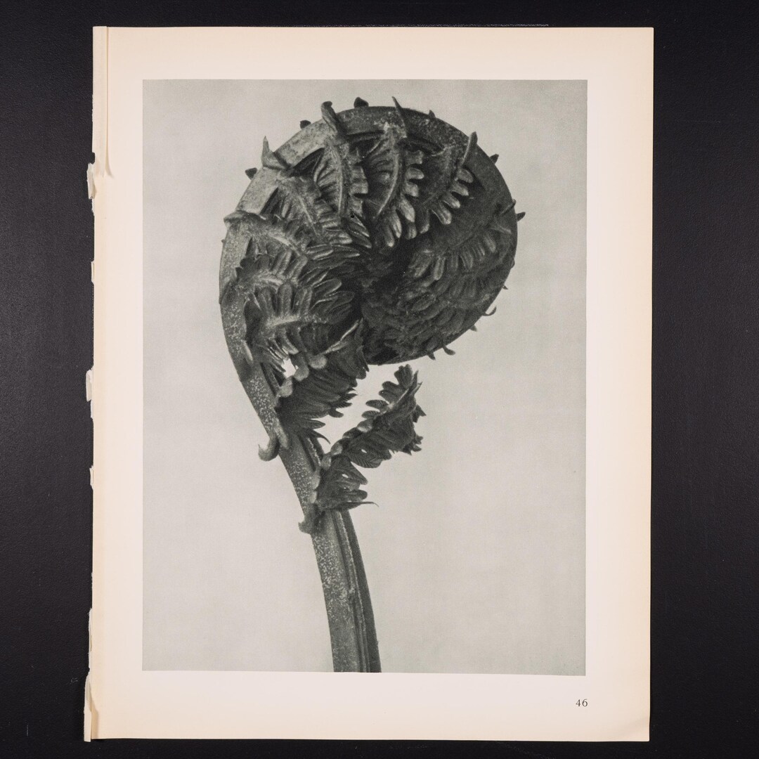 German OSTRICH FERN PHOTOGRAVURE From Karl Blossfeldt’s "natural Art ...