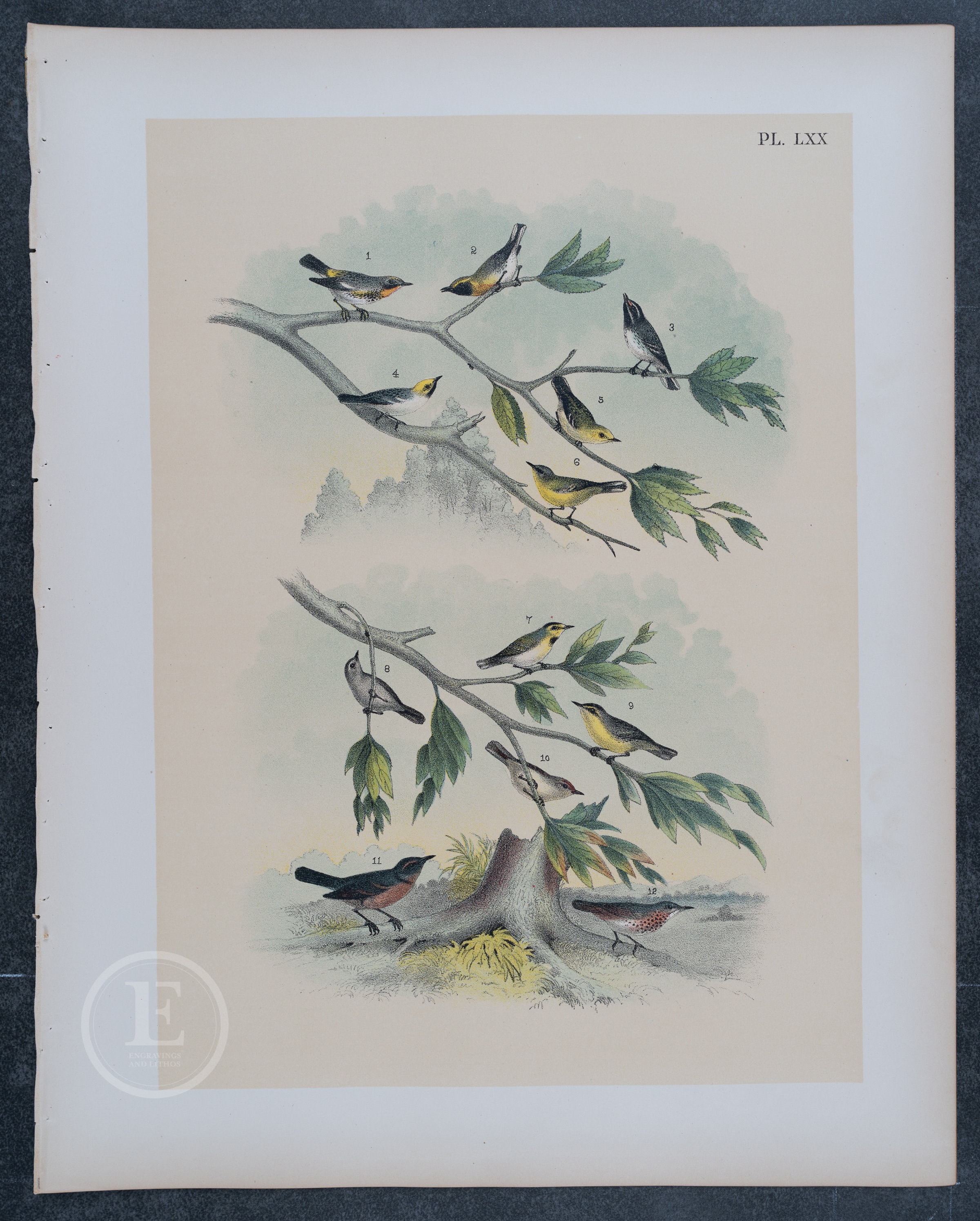 1878 Different Types of Warblers, Oregon Robin, Thrush - Original ...