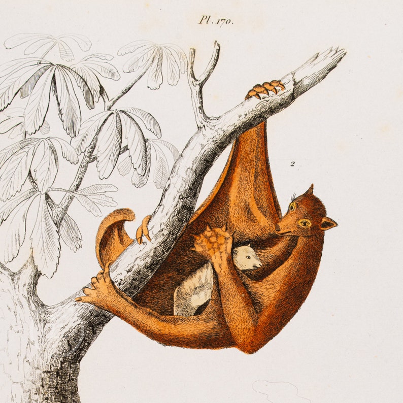 1847 Sunspider, Flying Lemur, Sea Urchin – Original 1847 Botanical ...