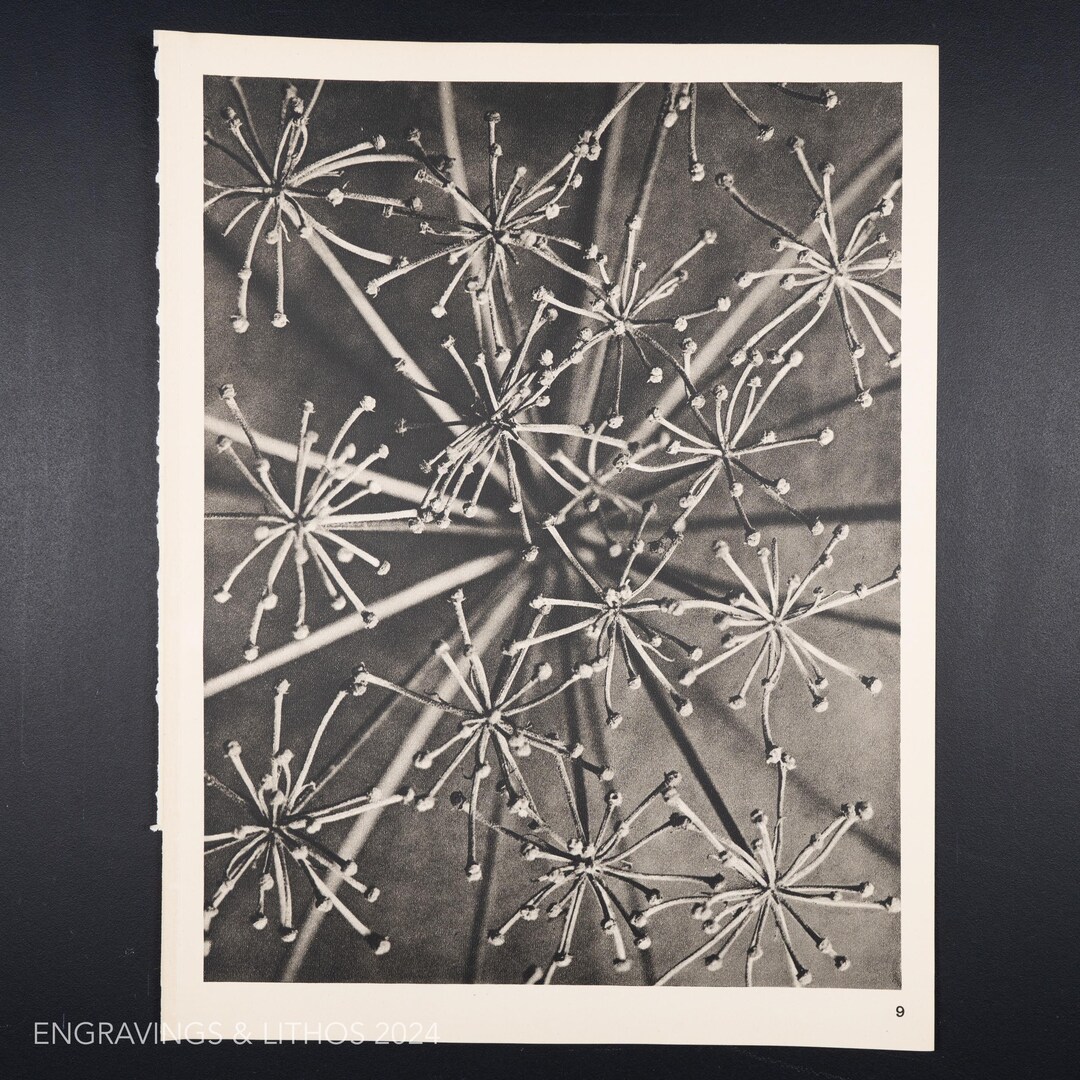 1932 - SILER'S LASERWORT – Karl Blossfeldt Photogravure From Wonder ...