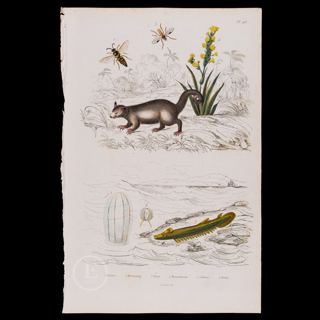 1837 Beris, Bermudiana, Binturong, Bichir – Original 1837 Botanical ...