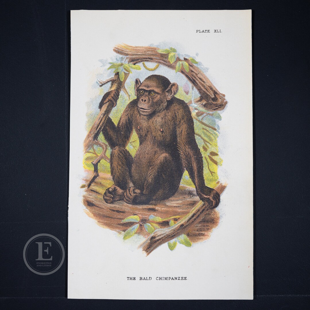 The Bald Chimpanzee - Original Chromolithograph Published 1894-97 ...