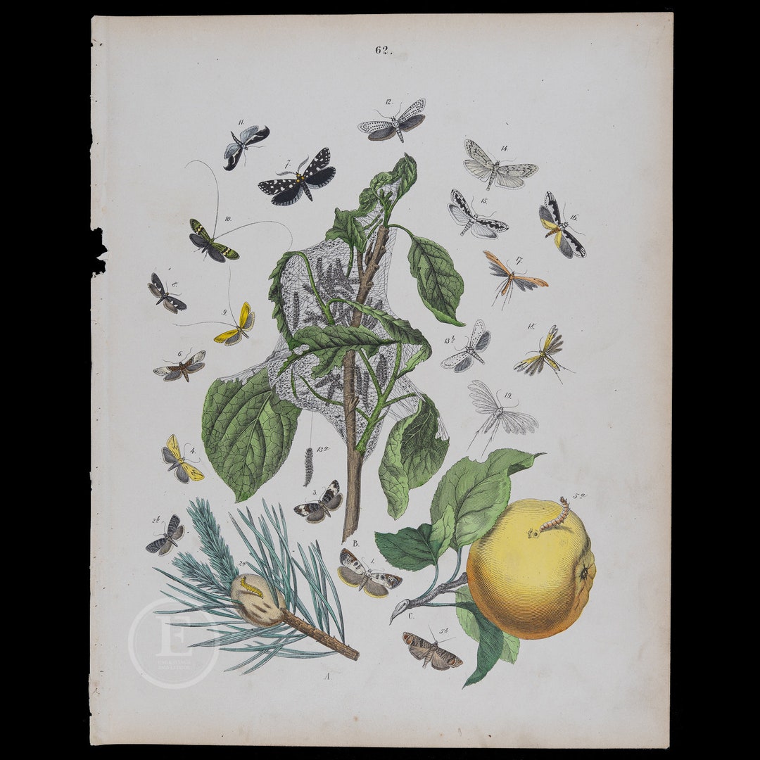 Bell, Clothes and Plume Moths - Very Rare Plate From 1882 of European ...