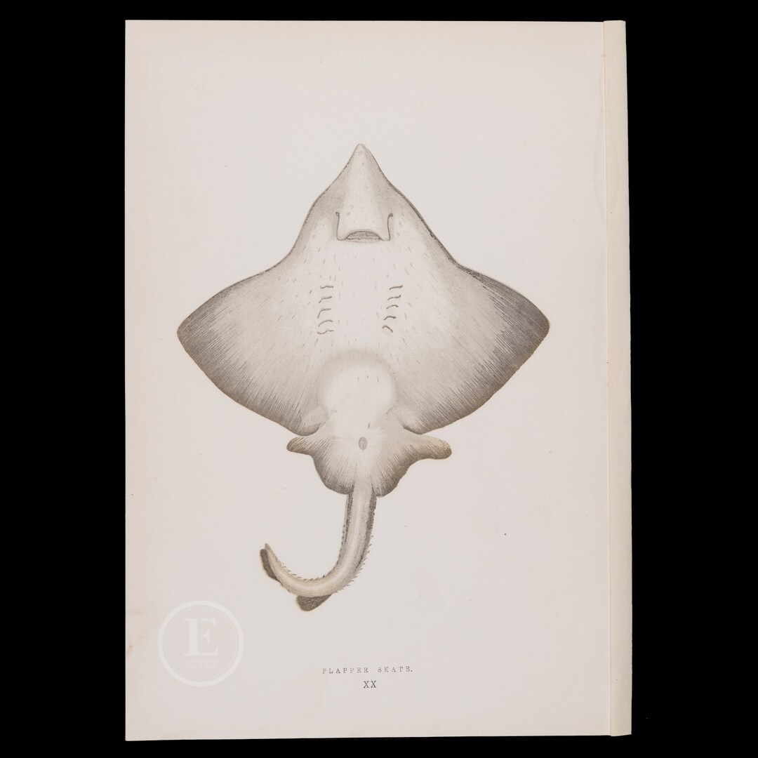 FLAPPER SKATE Lithograph 1884, London for history of the Fishes of the ...