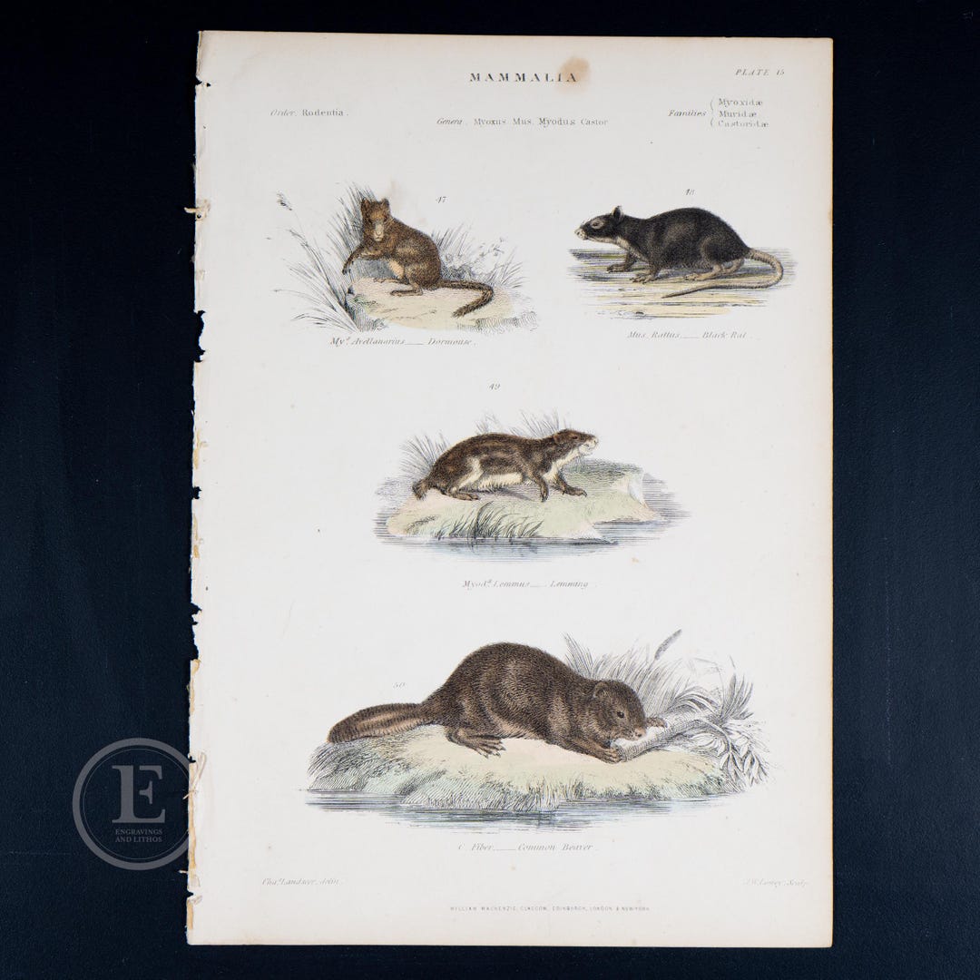 1859 MAMMALS: Dormouse, Black Rat, Lemming, Common Beaver - Hard to ...