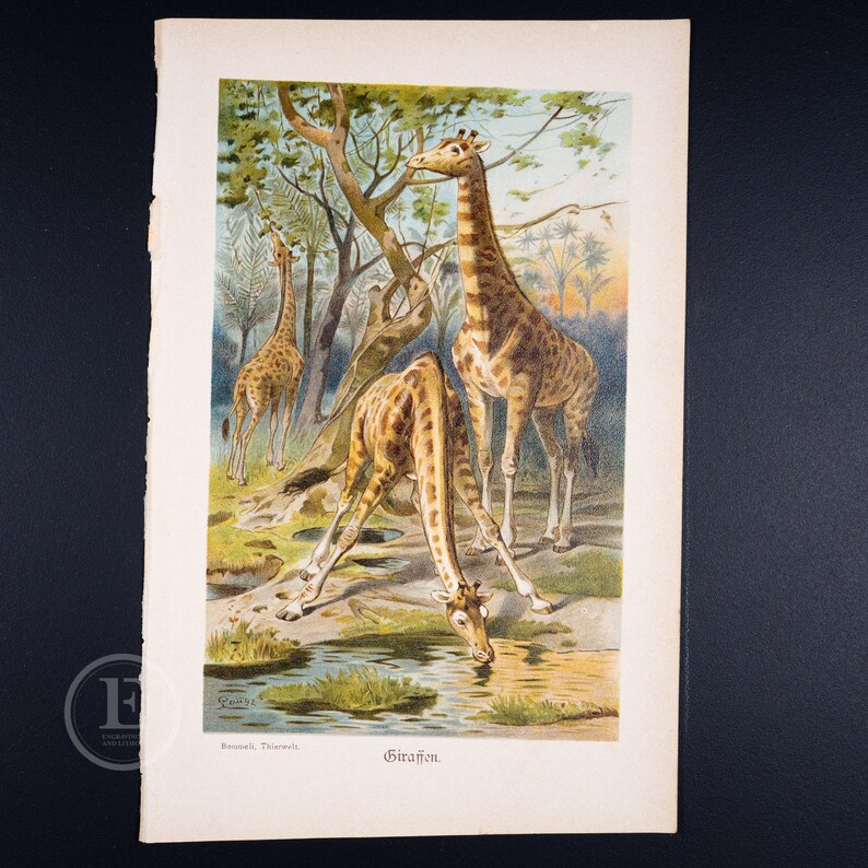 Giraffes - Original Color Lithography - the Animal World Illustrated ...