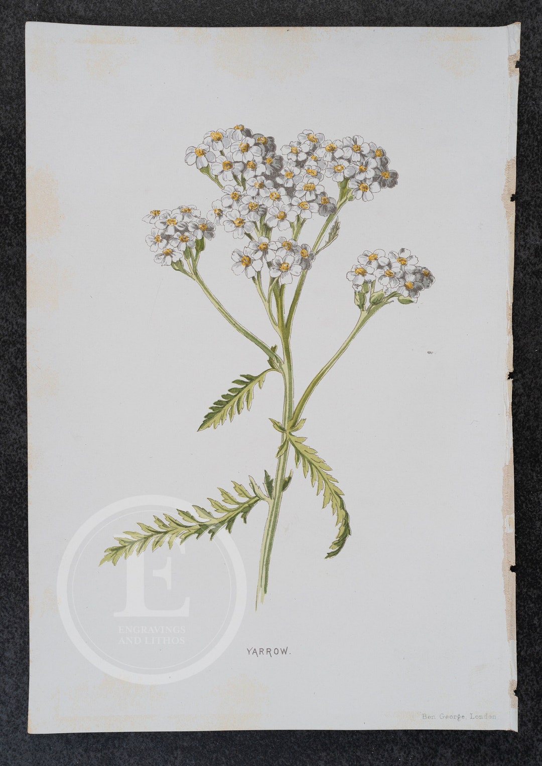 Yarrow Rare/original Botanical Lithograph Color Print 1880 - Etsy