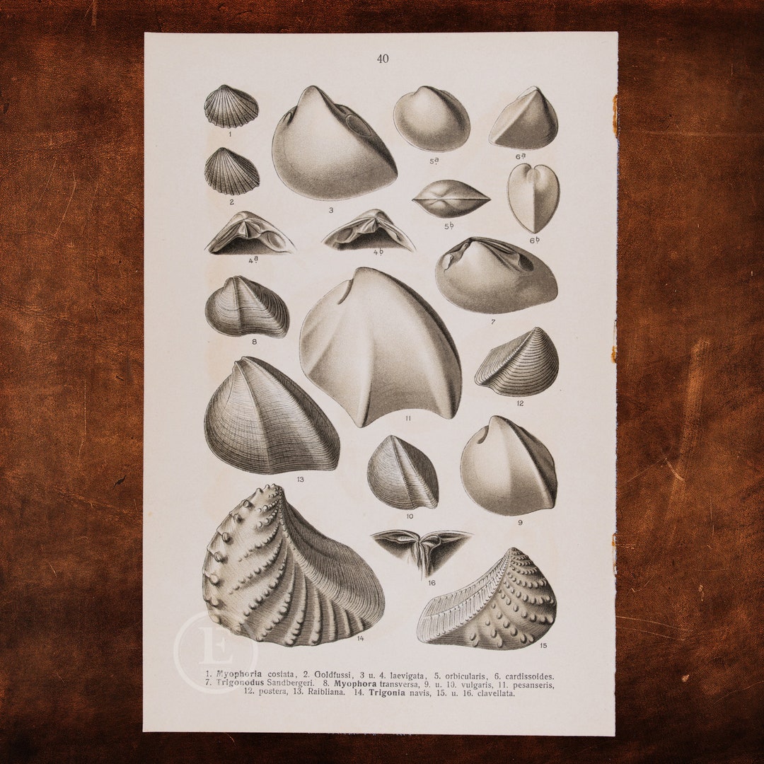 ANCIENT FOSSILS BIVALVES: Trigorodus, Trigonia and Myophora - Original ...