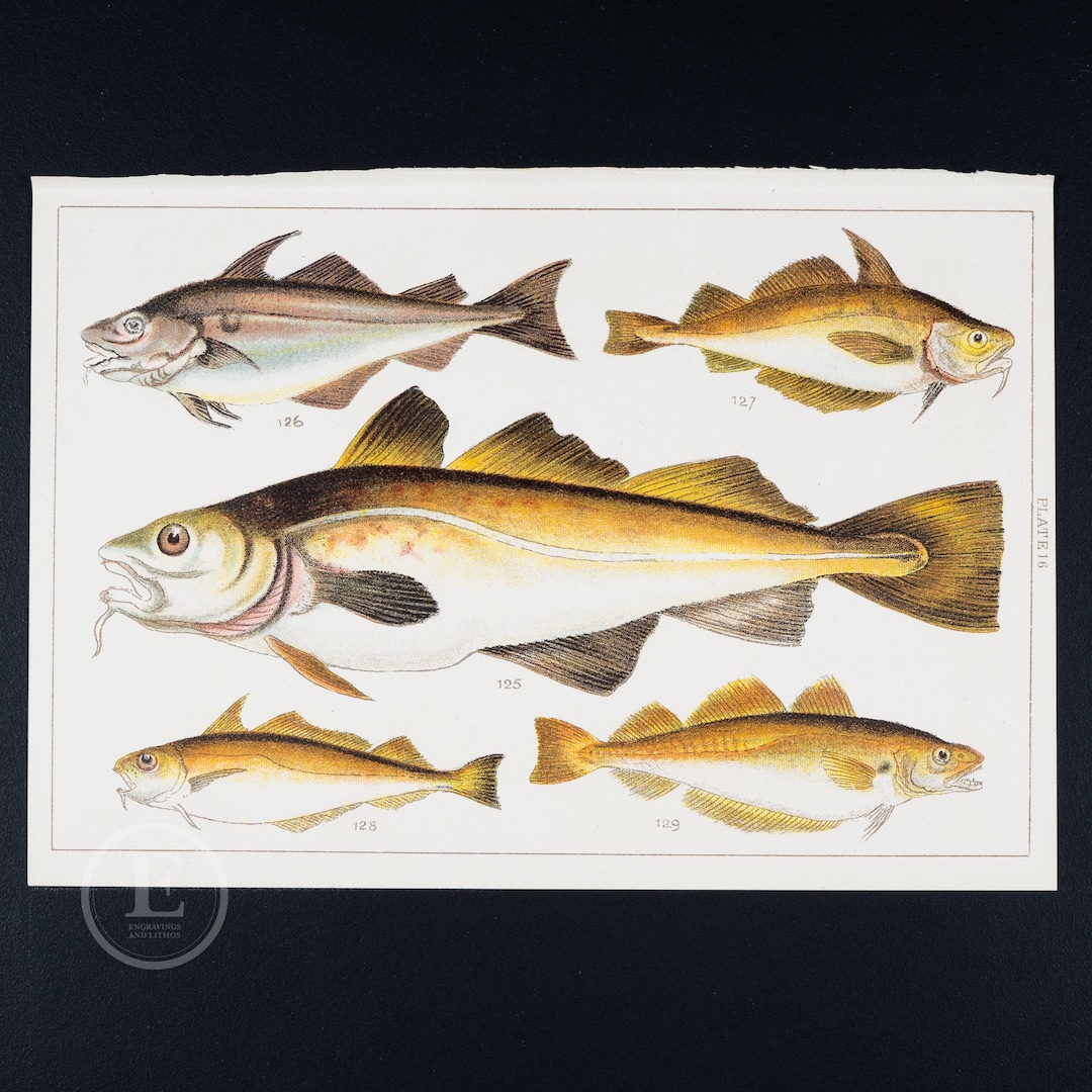 Gadidae: Cod, Haddock, Whiting Pout, Power and Whiting - ORIGINAL Color ...