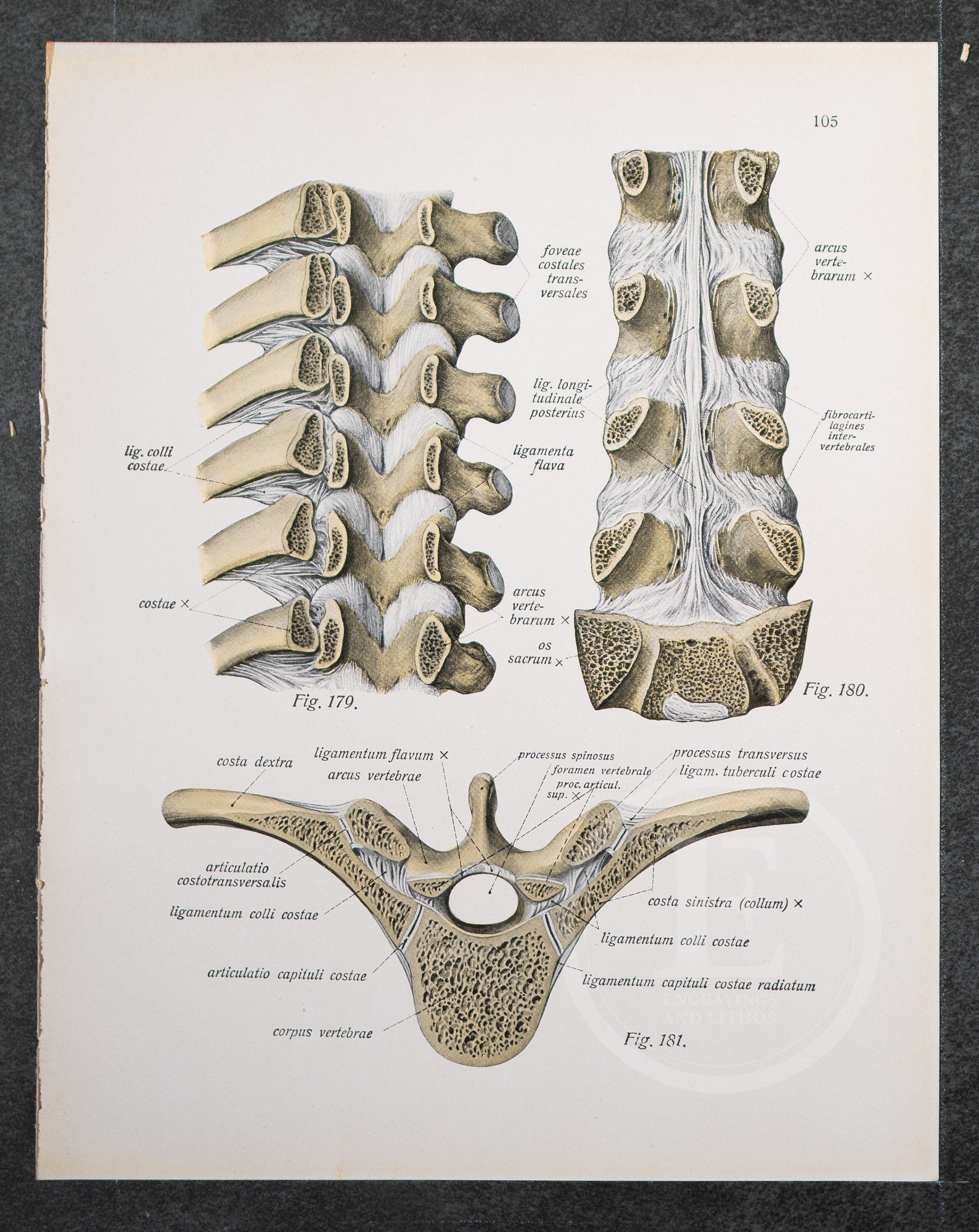 Costovertebral Joints / Spine and Rib Joints / Human Anatomy ...