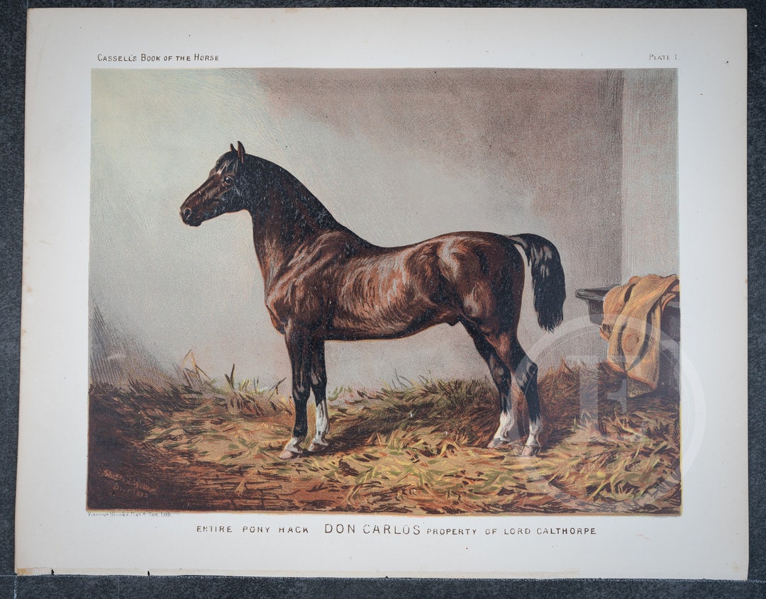 Entire Pony Hack - RARE ORIGINAL PRINT - Antique Horse Color Lithograph ...