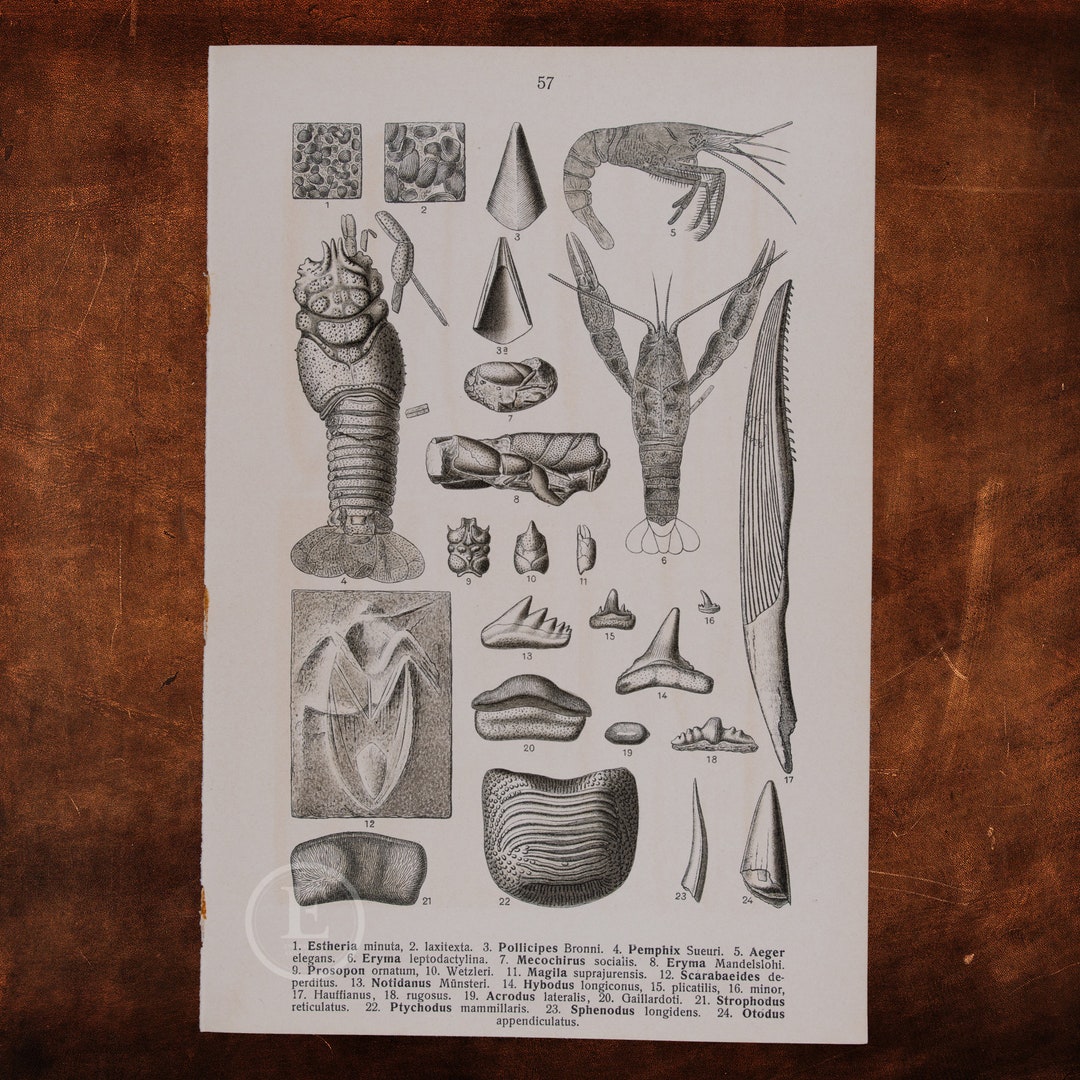 Ancient Fossils Marine Fauna: Estheria, Pemphix, Aeger, Eryma ...