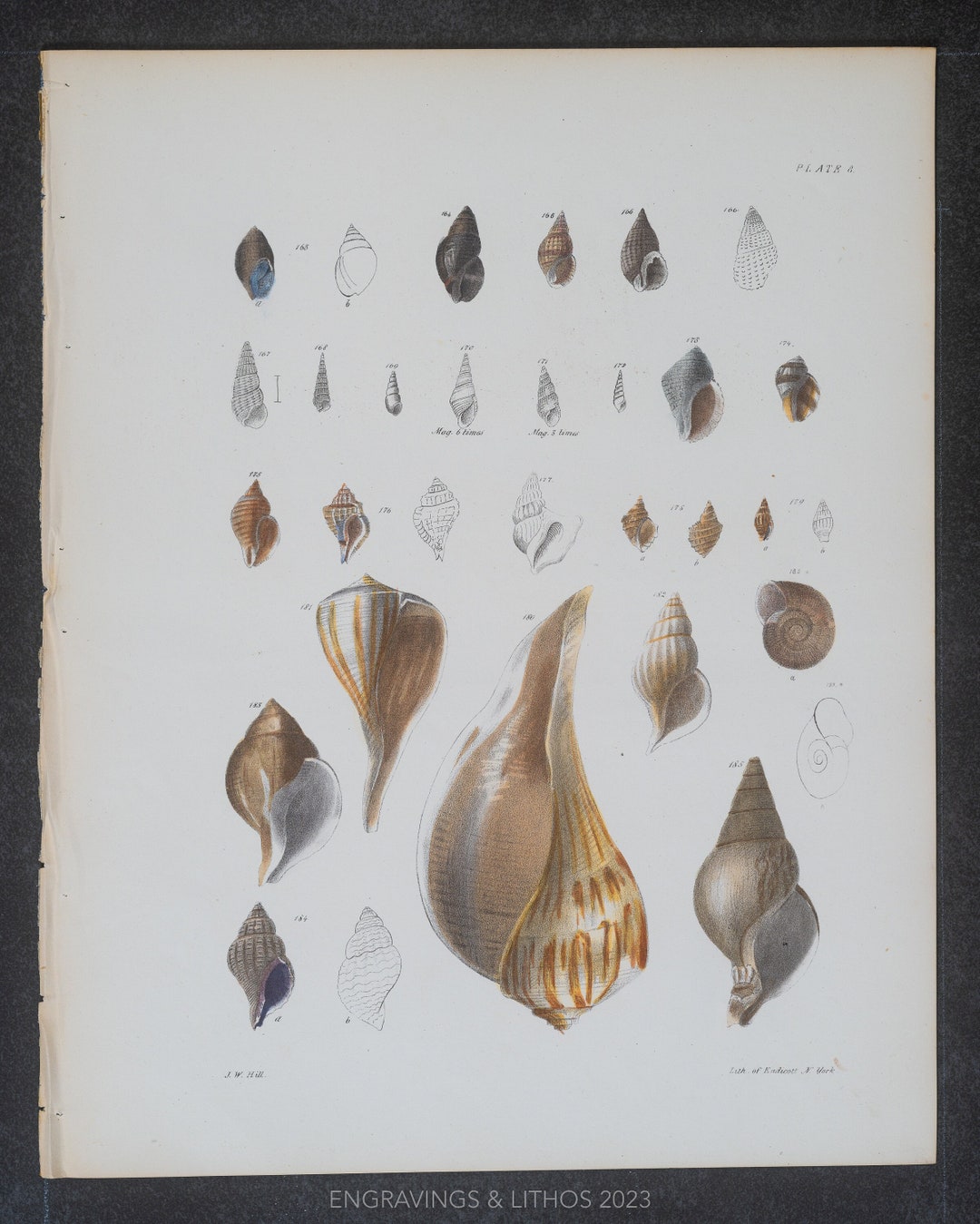 Different Types of Seashells - RARE ORIGINAL PRINT Out of the Book ...