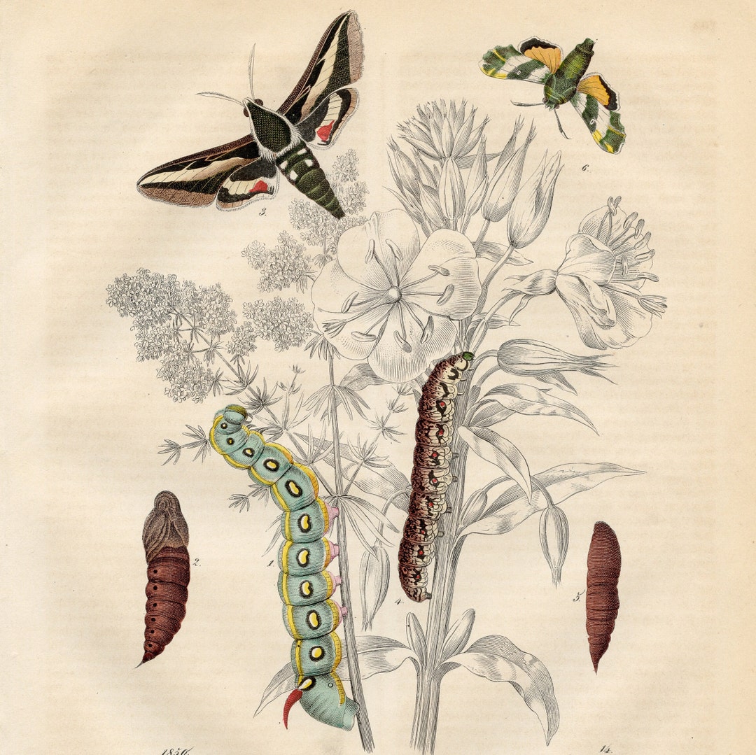 1850 the Bedstraw Hawk-moths: Caterpillar, Butterfly, Primrose - Rare ...
