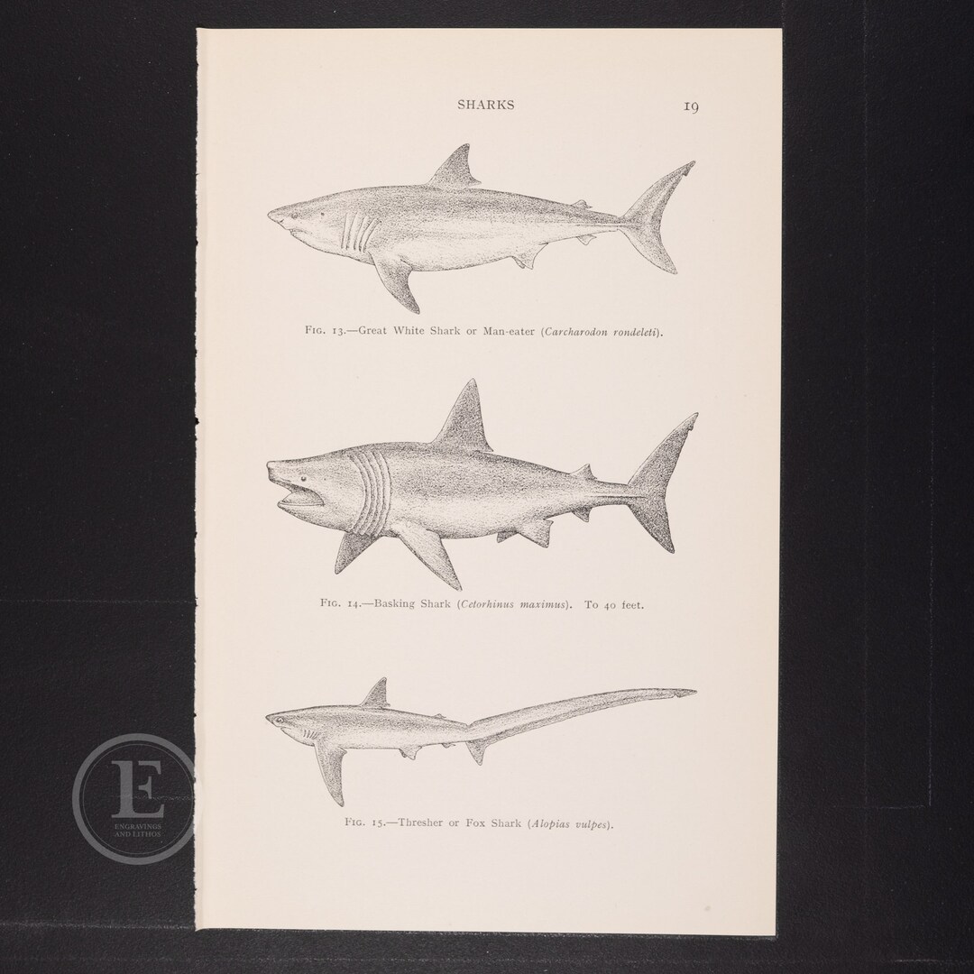 Sharks: Man-eater, Basking and Thresher or Fox Shark- Original Color ...