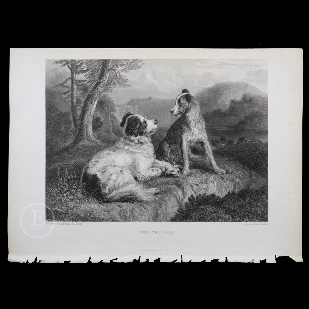 1877 COLLIE and NEWFOUNDLAND DOGS / the Twa Dogs - Original Steel ...
