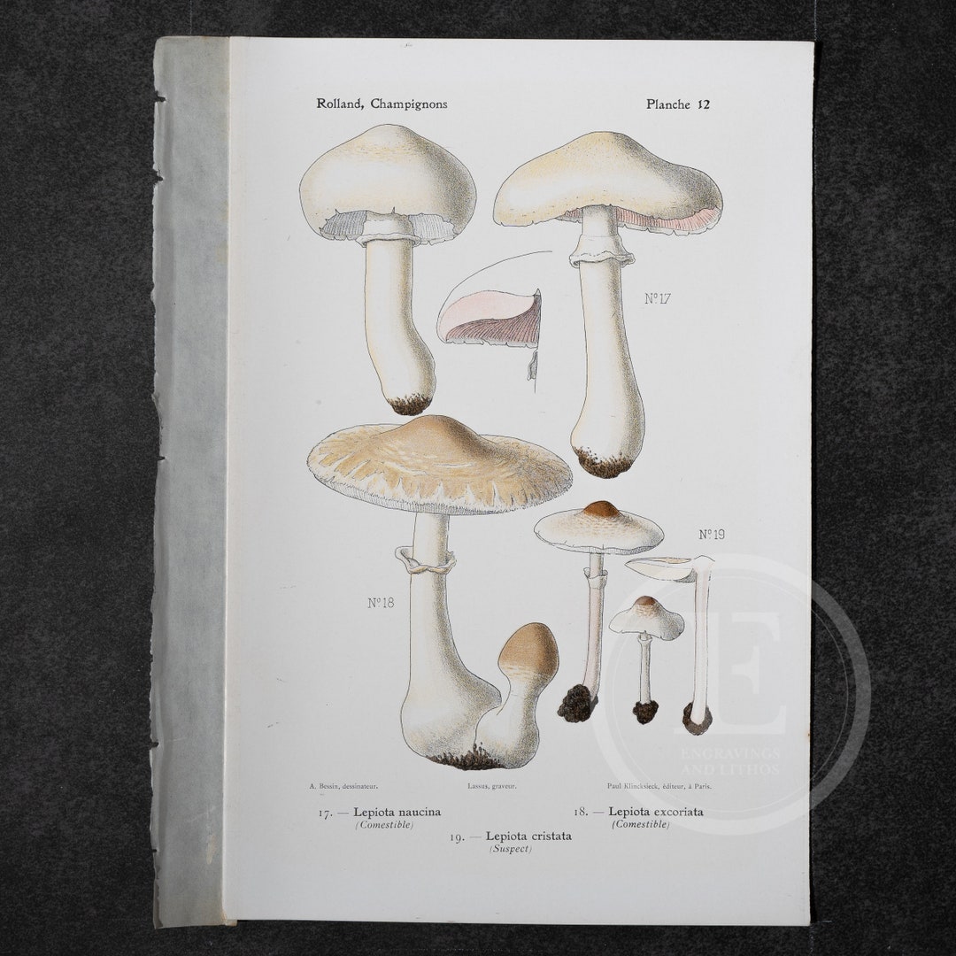 1910 Dapperling Mushrooms: Lepiota Naucina, Stinking Parasol - Original ...