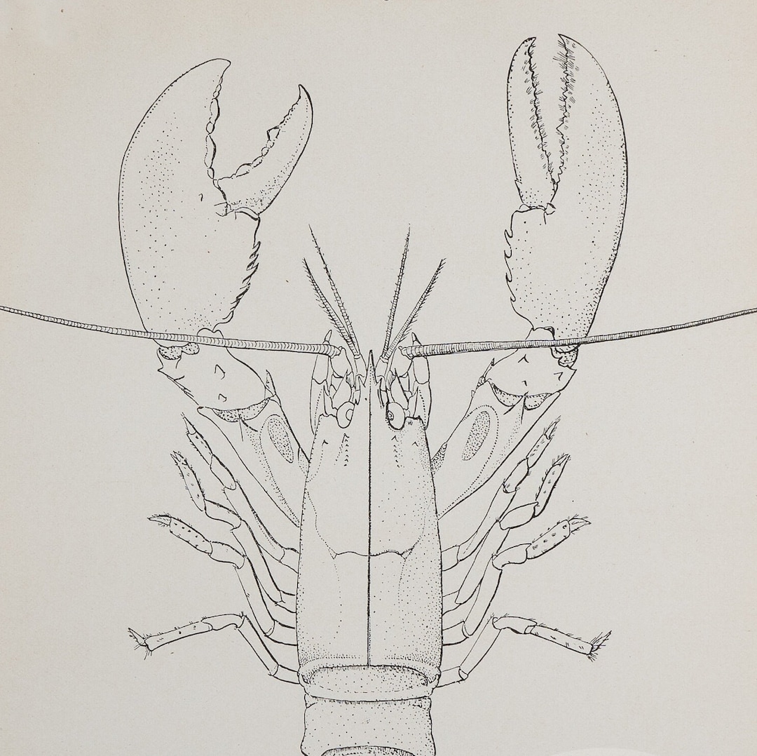 Soft Lobster - Cast-off Shell - 1895 / Original Old Print - Very Rare ...