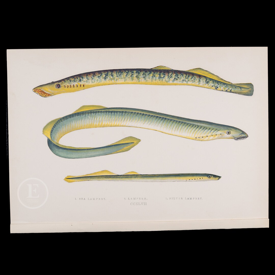 Sea and Silver LAMPREYS / LAMPERN - Lithograph 1884, London for ...