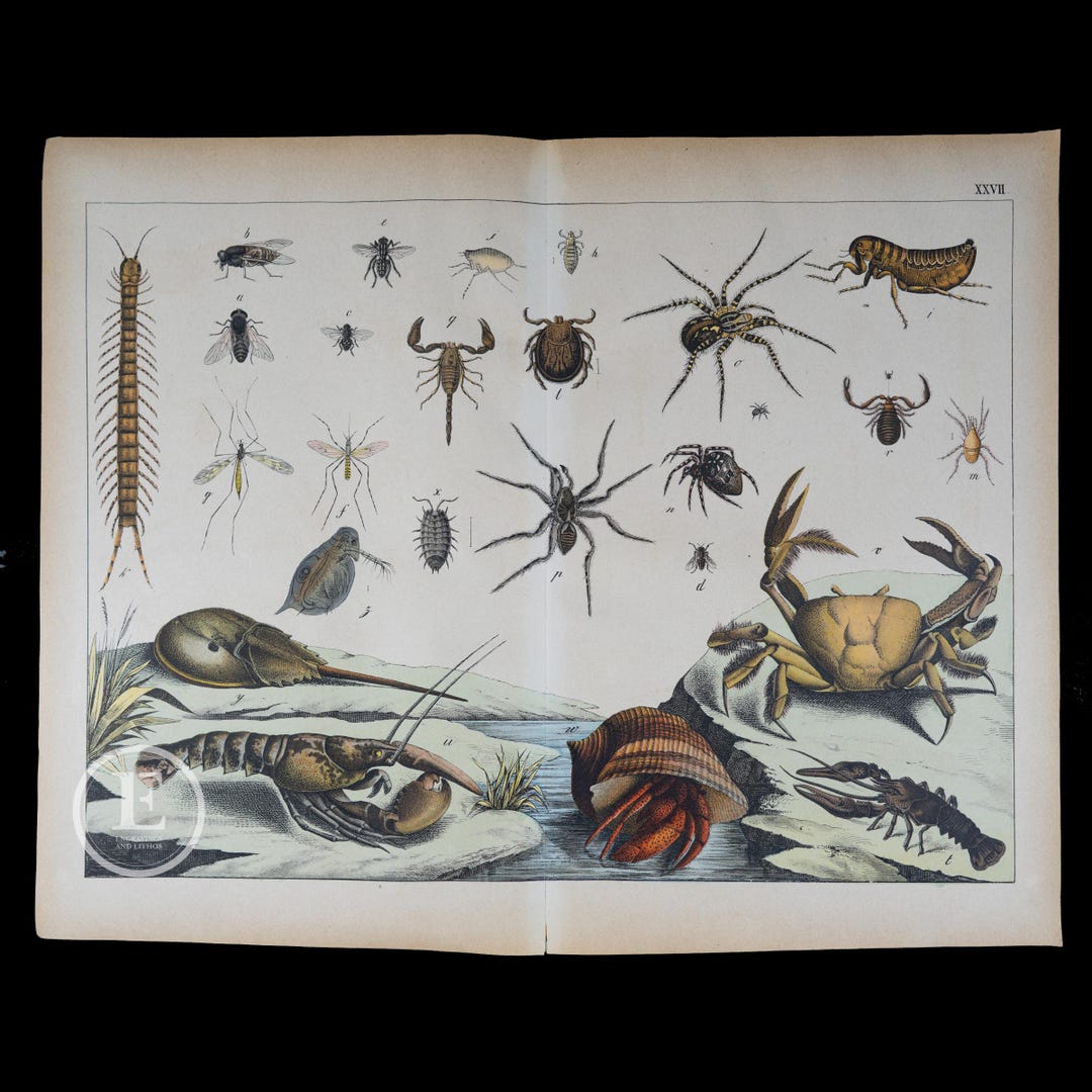 1872 Flies, Spiders, Scorpions, Ticks, Mites, Crustaceans - Original ...