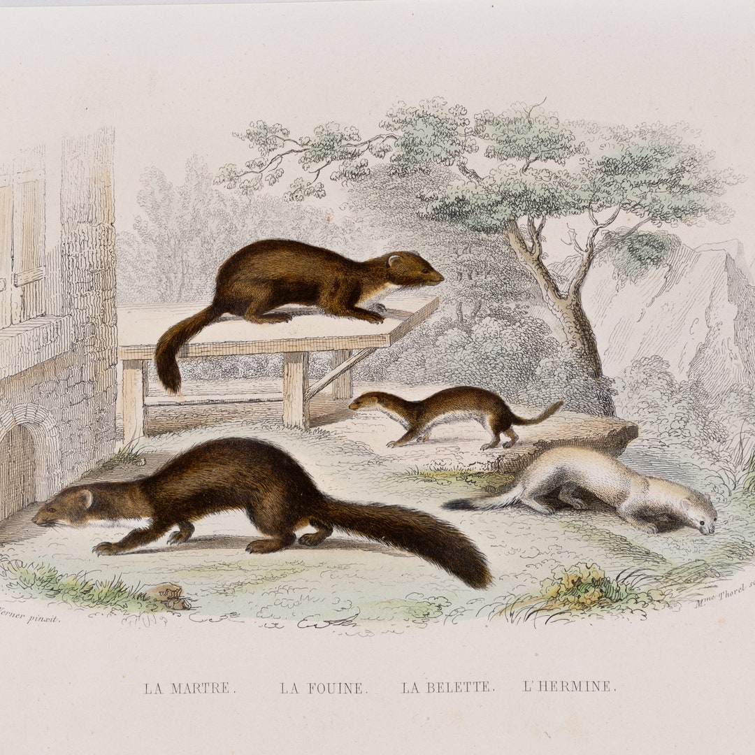 The Marten, the Polecat, the Weasel, the Ermine / Hand-colored Plate ...