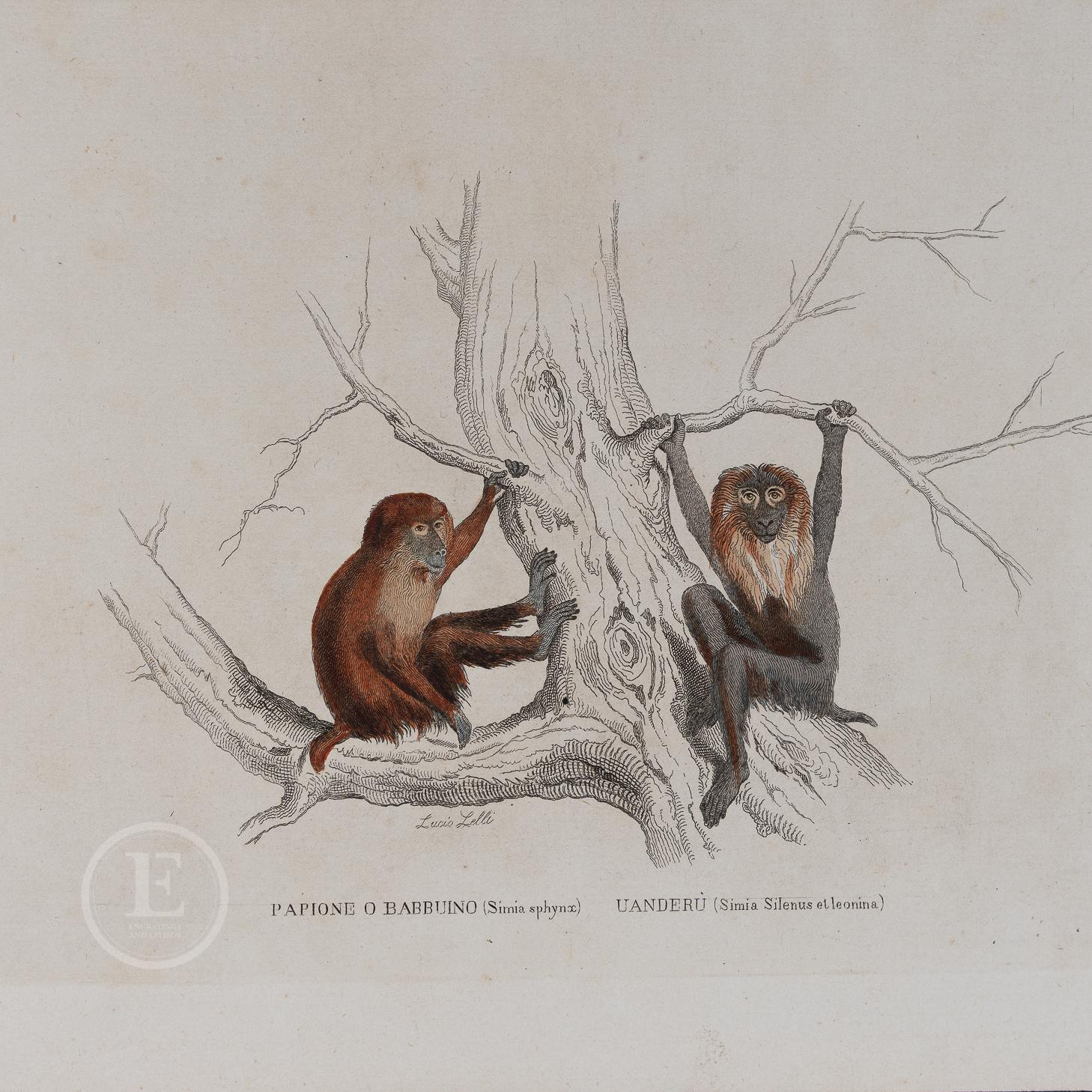 1878 BABOON and Lion-tailed MACAQUE - Hand-colored Steel Engraving From ...
