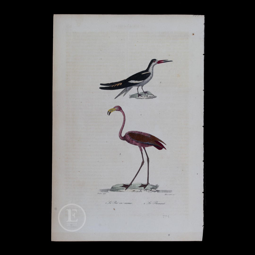 1840 BLACK SKIMMER and FLAMINGO - Hand-colored Steel Engraving With Gum ...