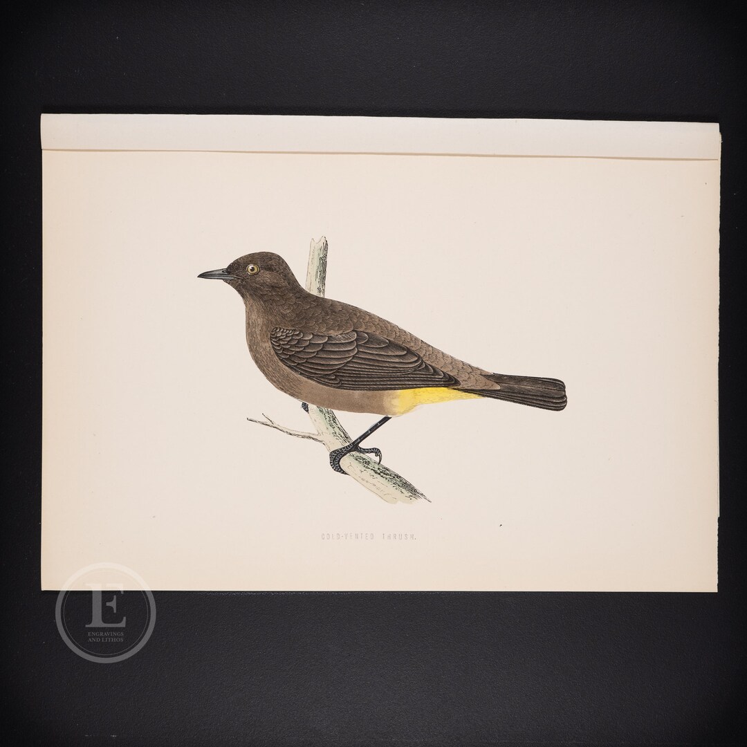 Gold-vented Thrush - British Birds - Original Steel Engraving HAND ...