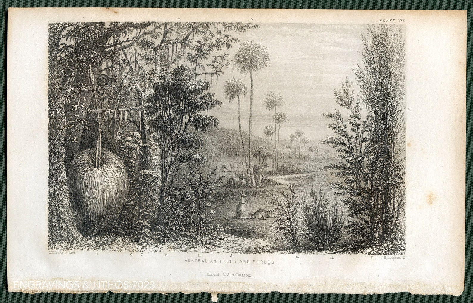 Very Rare Australian Trees and Shrubs Kangaroo Original - Etsy