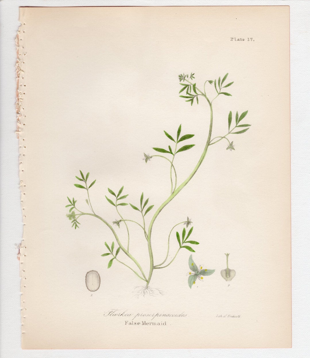 False Mermaid- ORIGINAL PRINT Out of the Book "a Flora of the State of ...