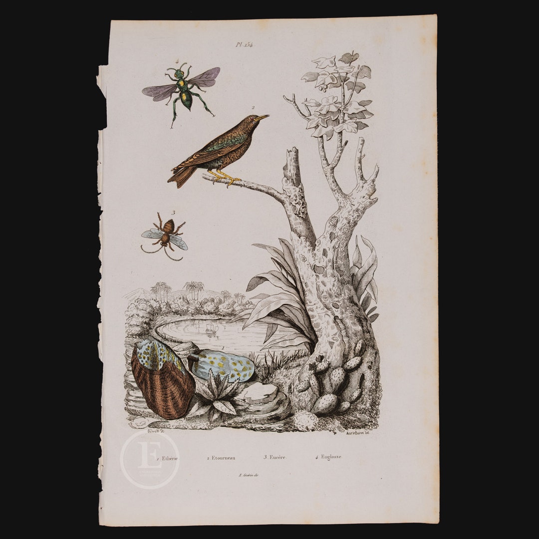 1847 Orchid Bee, Starling, Moth, Oyster – Original 1847 Botanical ...