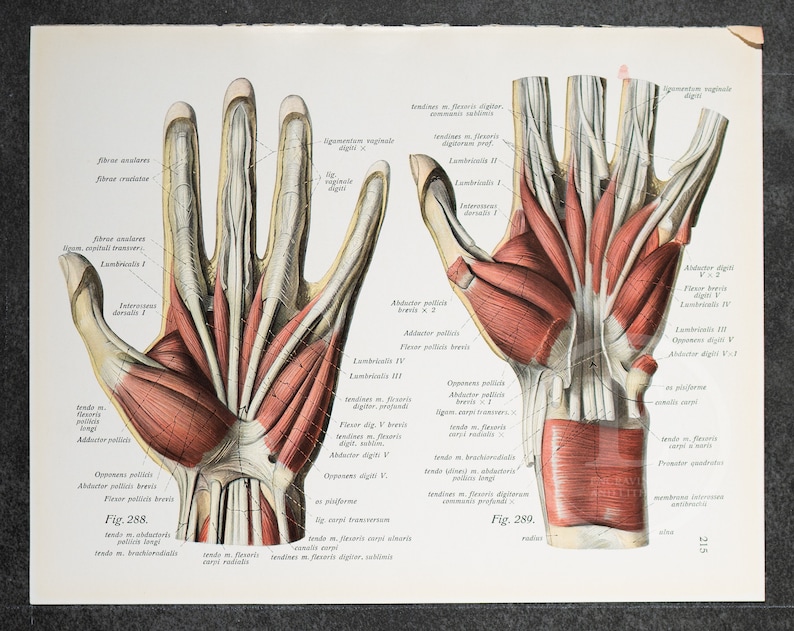 Hand Muscles: Pronator Quadratus / Wrist Muscles / Finger Flexor ...