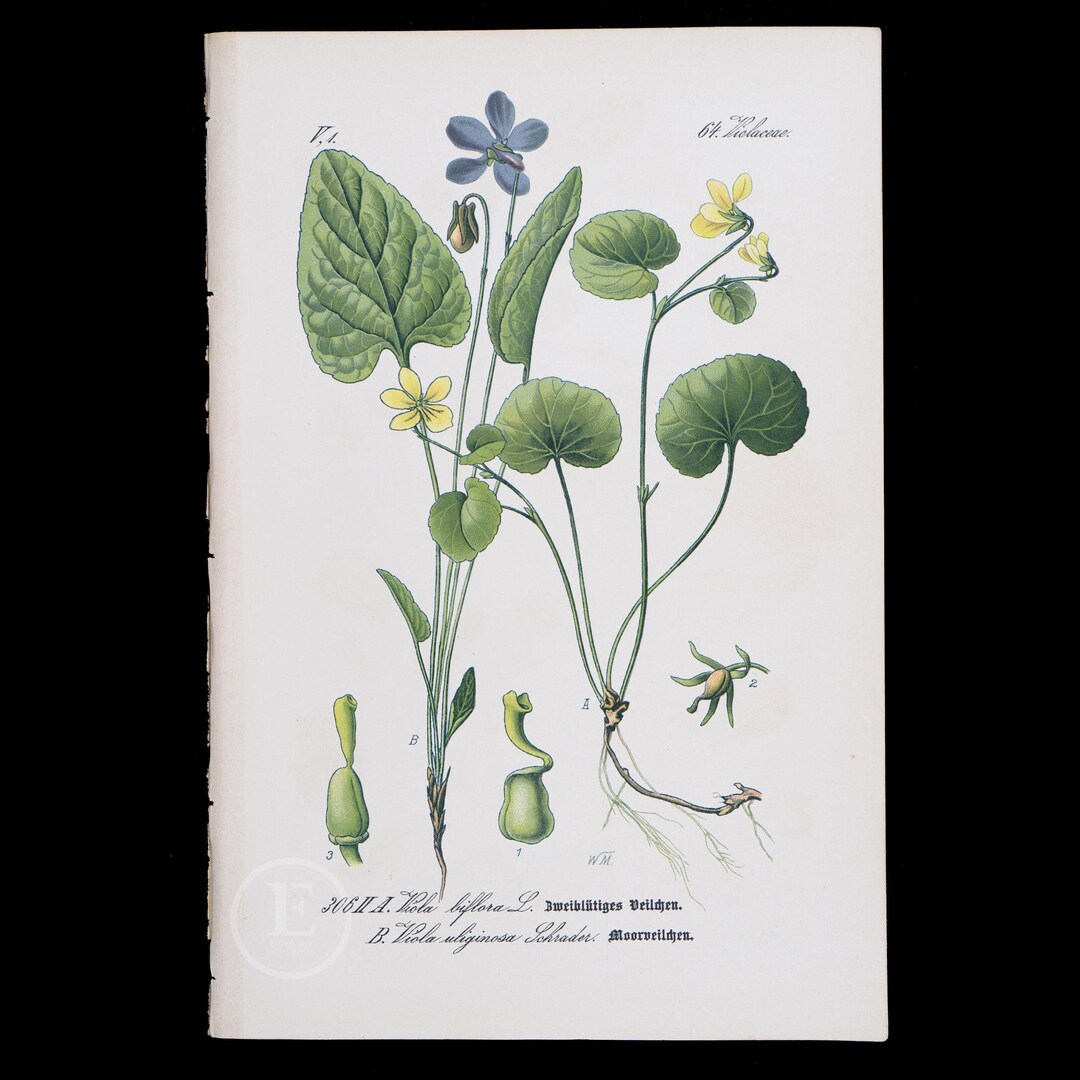 1886 TWO-FLOWERED VIOLET and Swamp Violet Flora of Germany, Austria and ...