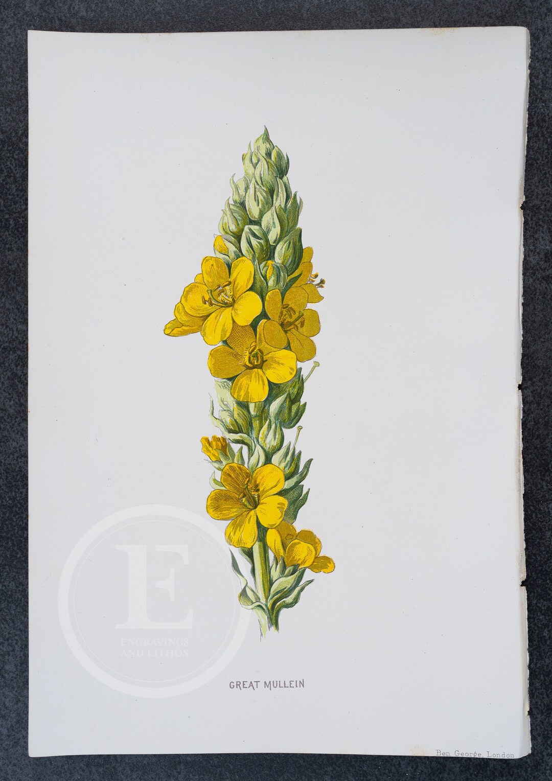 Great Mullein - Rare/original Botanical Lithograph Color Print 1880 - Etsy