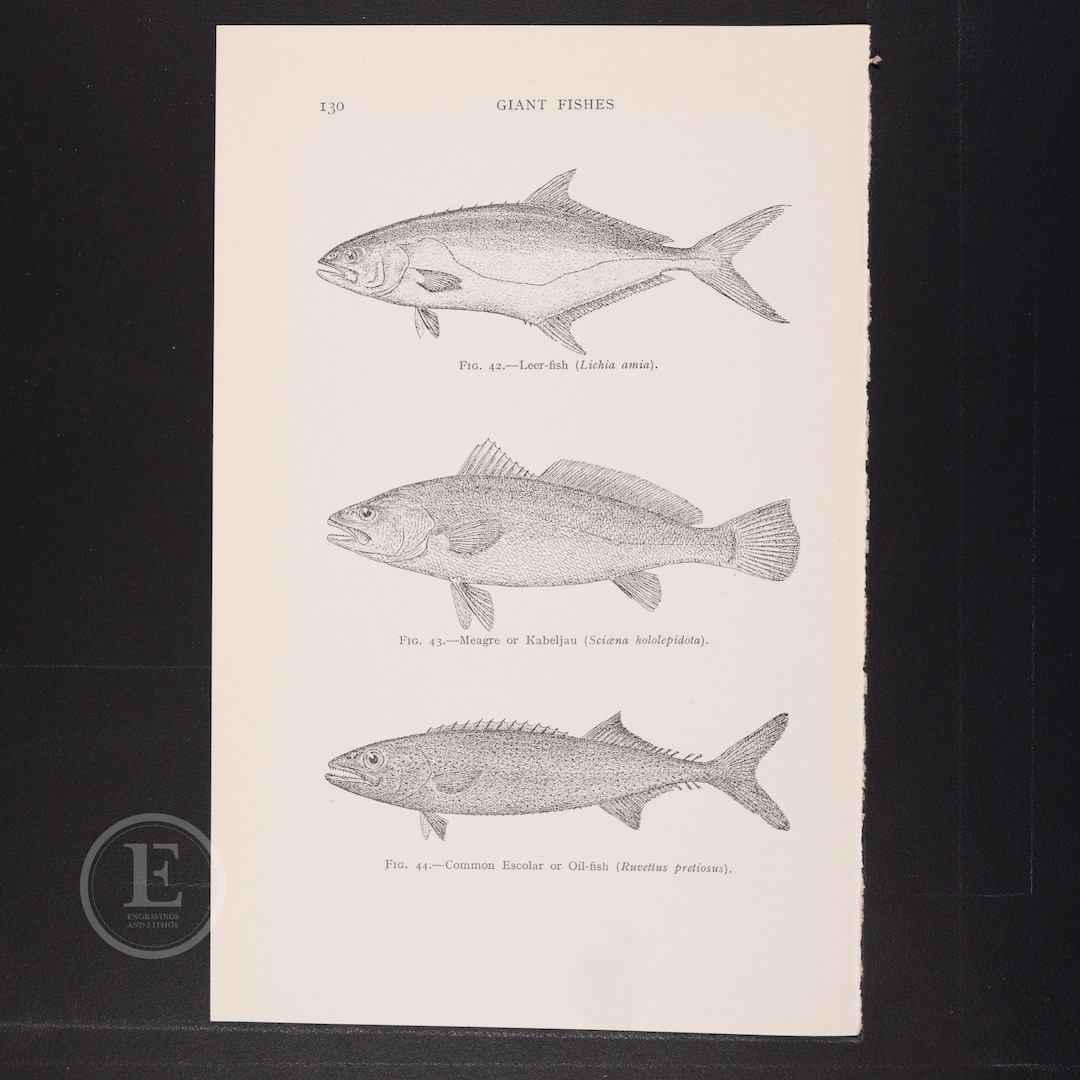 Giant Fishes: Leer-fish / Meagre / Oil-fish - Original Color Vintage ...