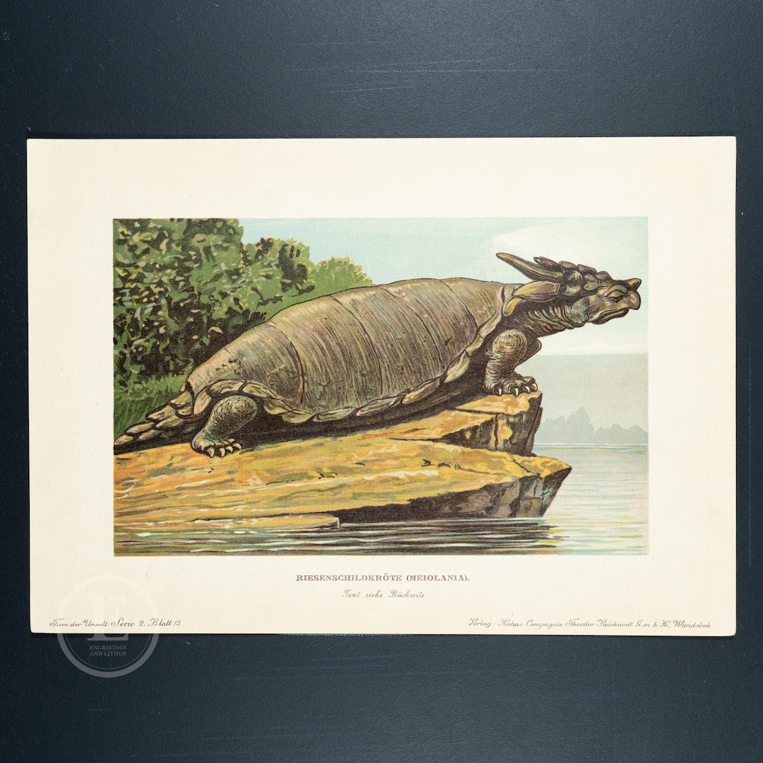 1902 MEIOLANIA, Extinct Giant Turtle From the Pleistocene Epoch ...