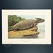 1902 MEIOLANIA, Extinct Giant Turtle From the Pleistocene Epoch ...