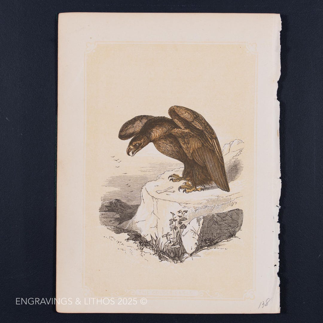 1851 THE GOLDEN EAGLE - Antique Lithograph – Original the Natural ...