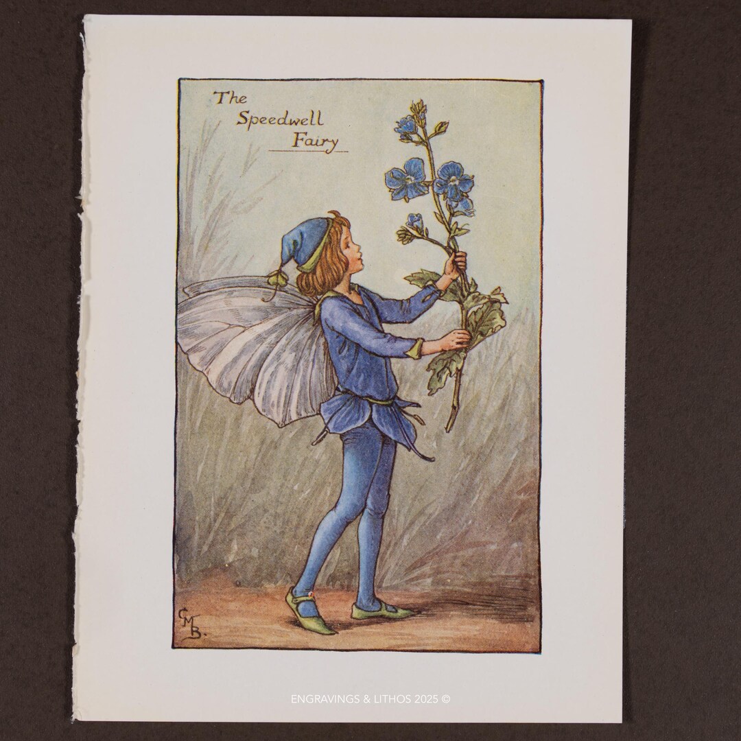 1940 the Speedwell Fairy – 1940 Lithograph by Cicely Mary Barker - Etsy