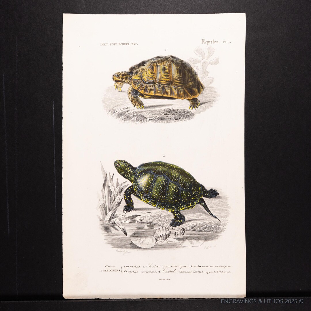 1861 Tortoise and Turtle – Antique Reptile Engraving – Original 19th ...