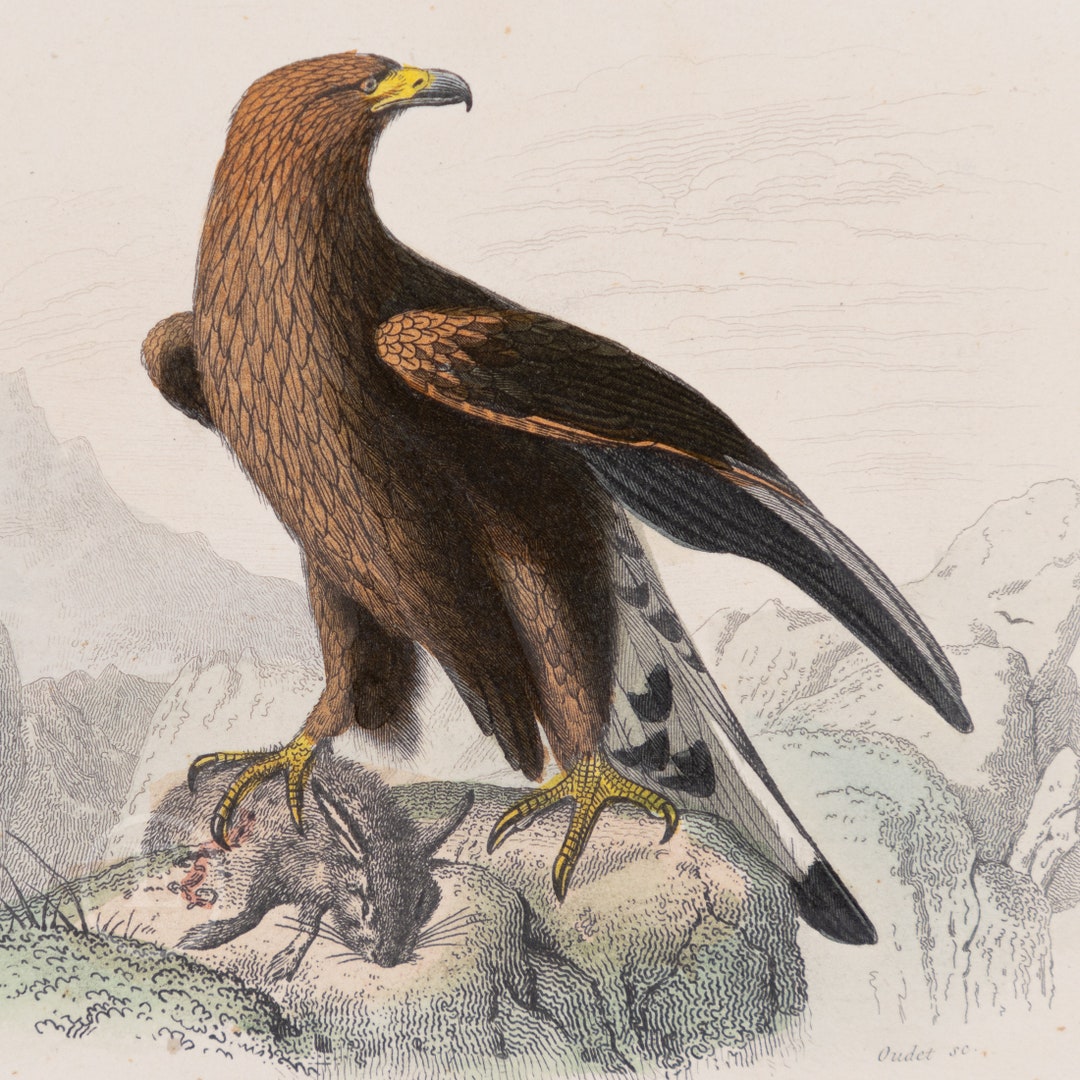 The Golden Eagle Bird / Original Hand-colored Plate From "ouvres ...