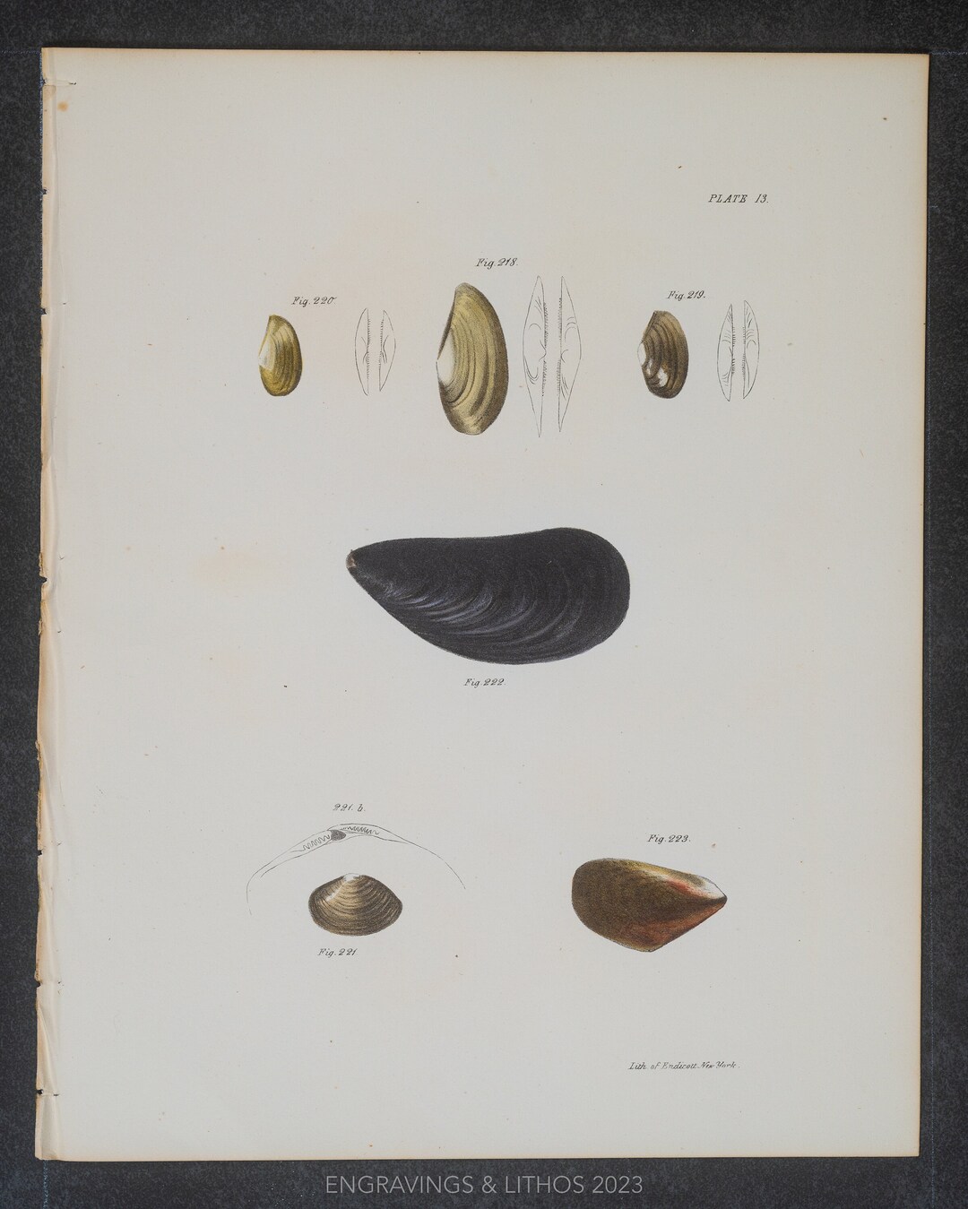 1843 Mollusca Print: Rare Original Shell Illustration From Zoology of ...