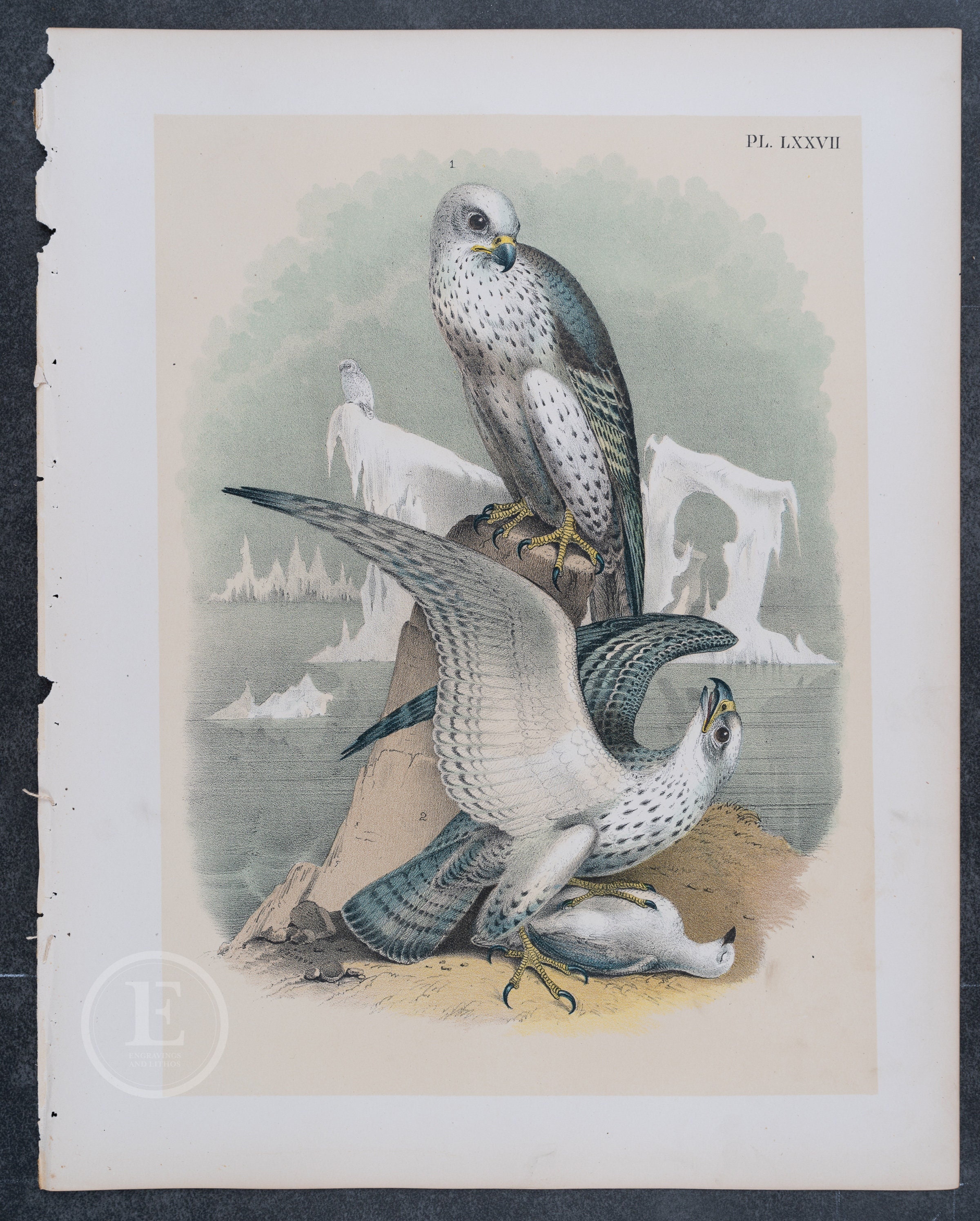 1878 Gyrfalcon and Iceland Falcon . Original Print Chromolithograph ...