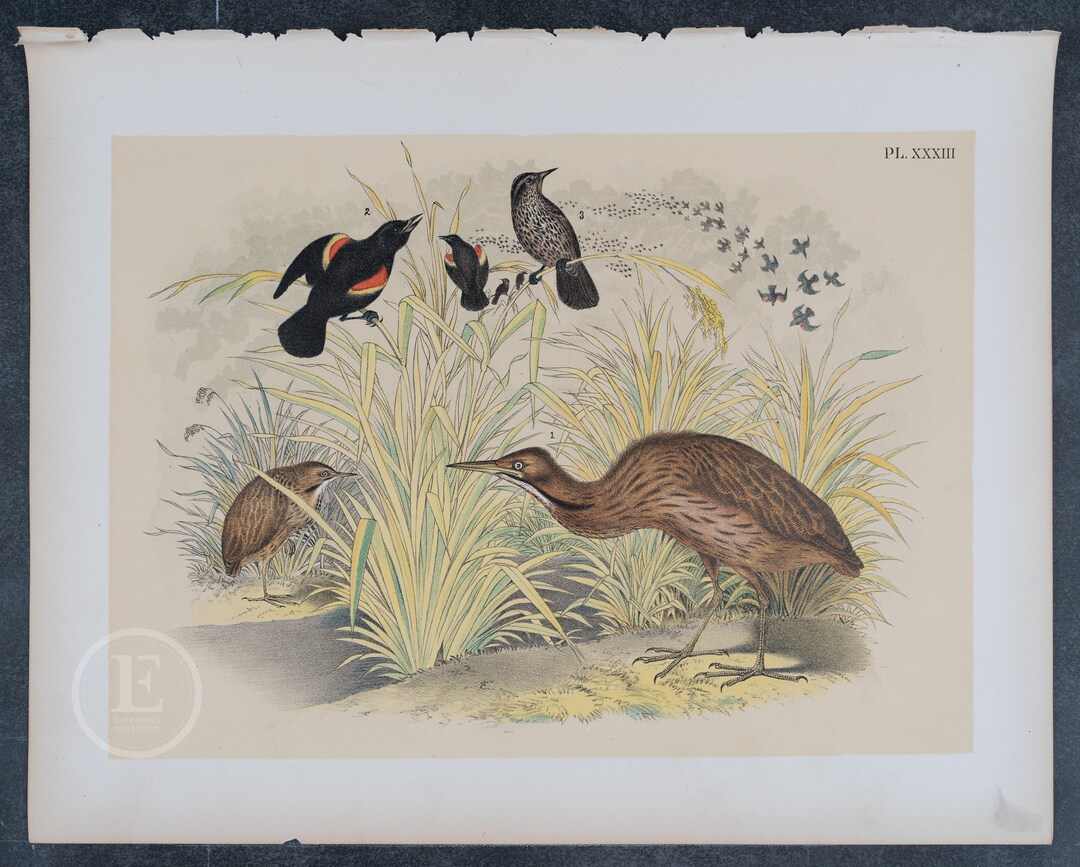 1878 American Bittern, Red-winged Starling - Original Chromolithograph ...