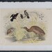 1878 American Bittern, Red-winged Starling - Original Chromolithograph ...