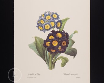 RED PASSION FLOWER Vintage Offset Print the Most Beautiful Flowers and ...