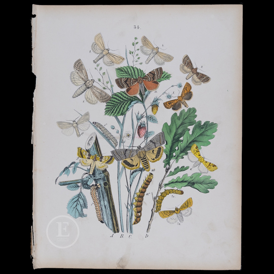 Speckled Green Moths - Very Rare Plate From 1882 of European ...